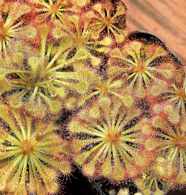 Spoon-leafed Sundew Spatulata – SAGA Plants
